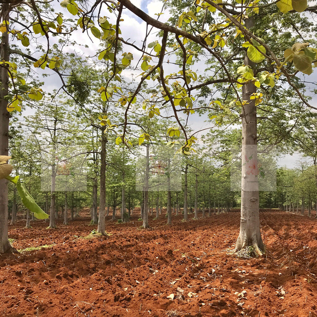 Home - Hibiscus Enterprise